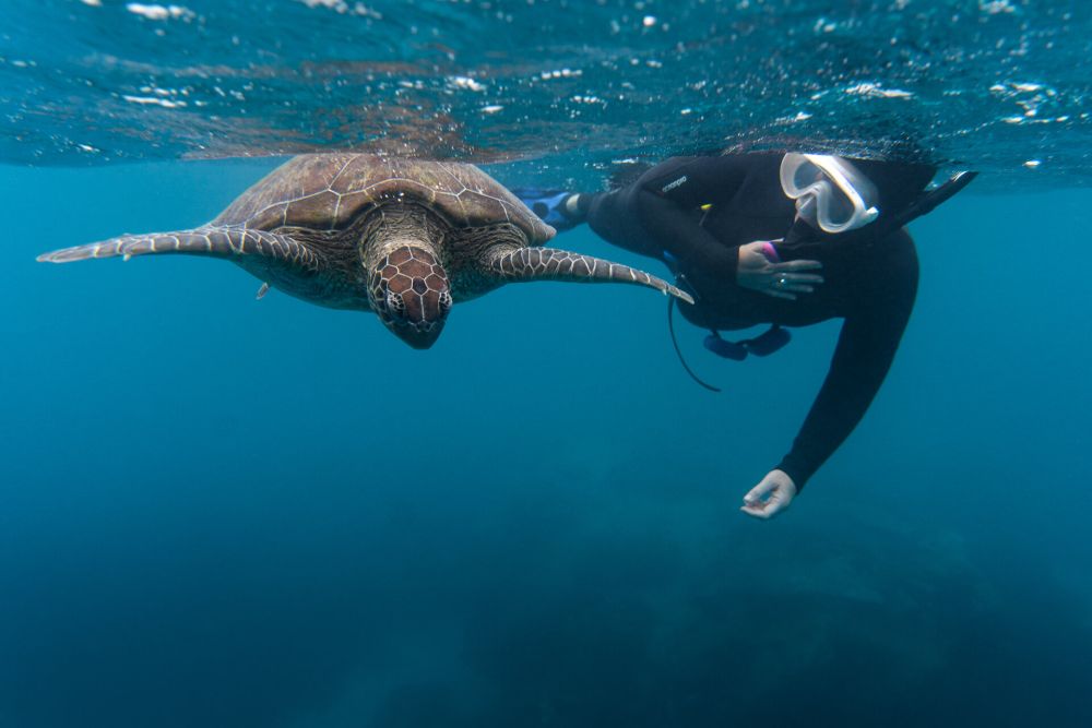 Australien: Great Keppel Island - Das unterschätzte Paradies ...